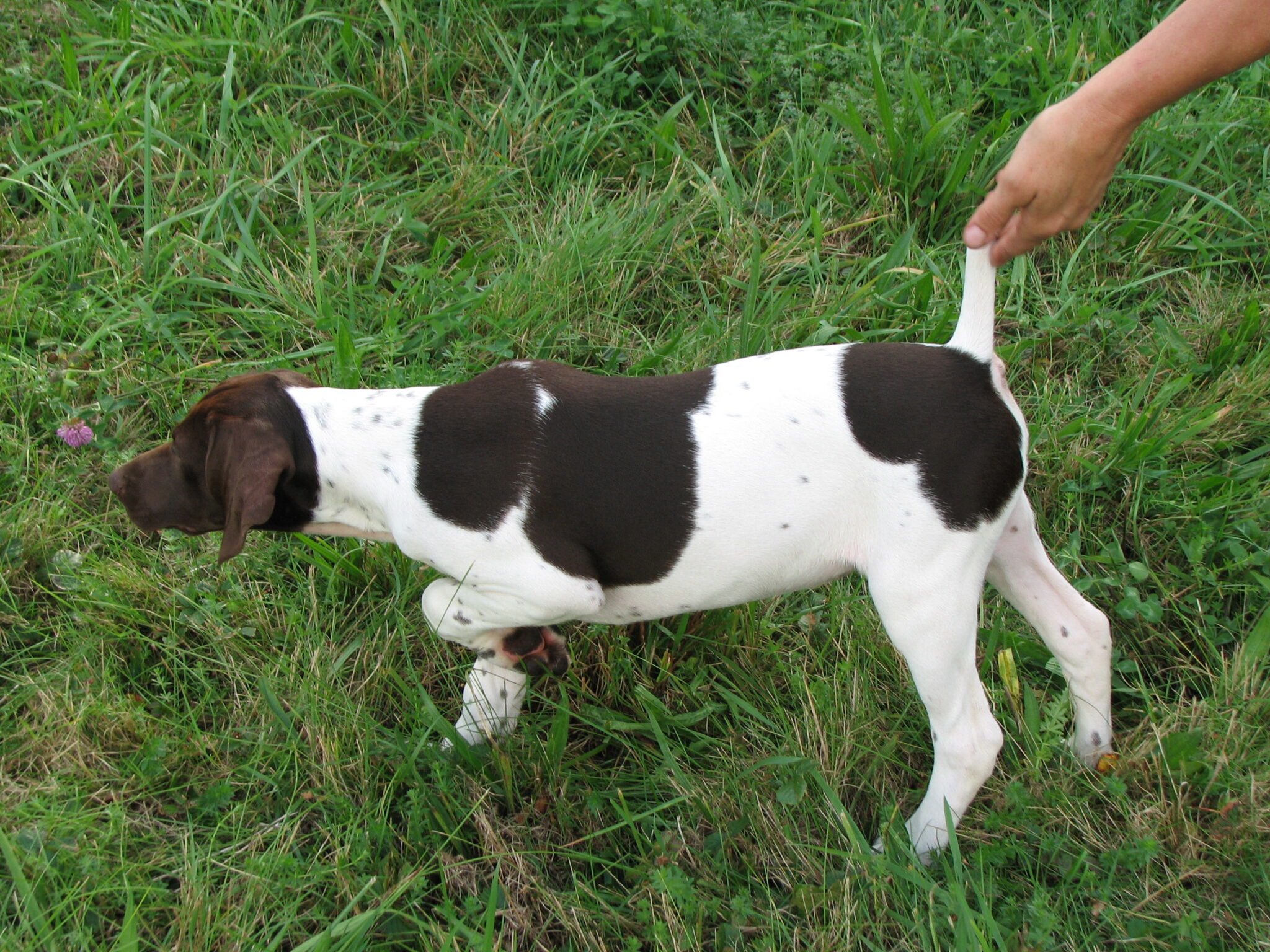Dog Training – Quail Ridge Kennels