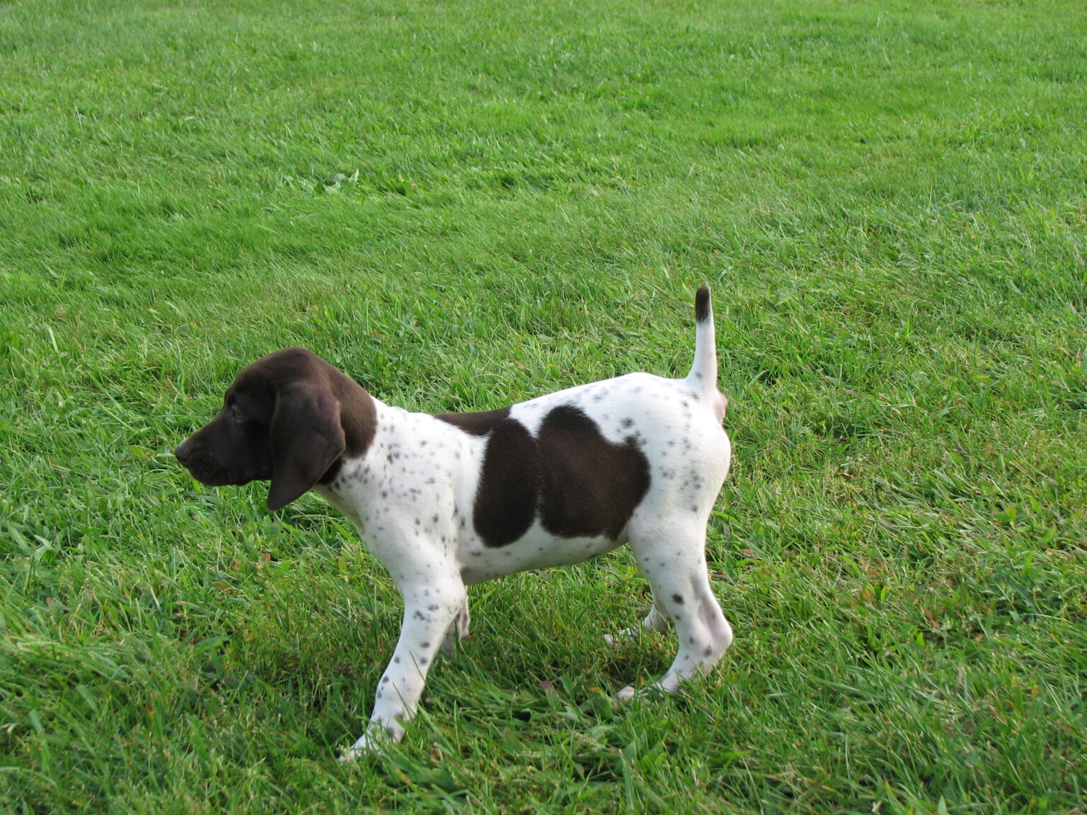 Dog Training – Quail Ridge Kennels