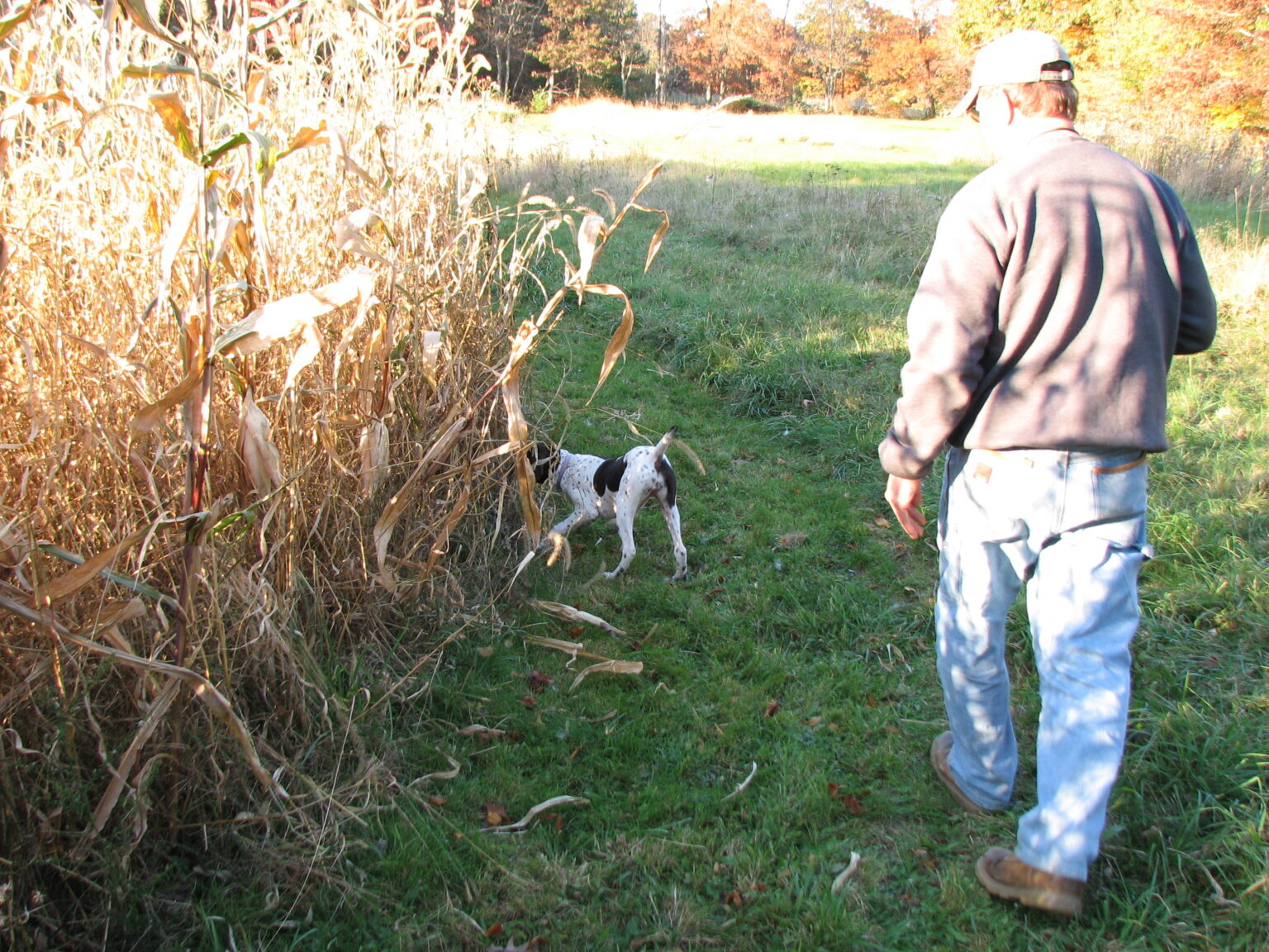Dog Training – Quail Ridge Kennels