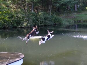 Our German Shorthairs – Quail Ridge Kennels