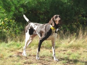Our German Shorthairs – Quail Ridge Kennels