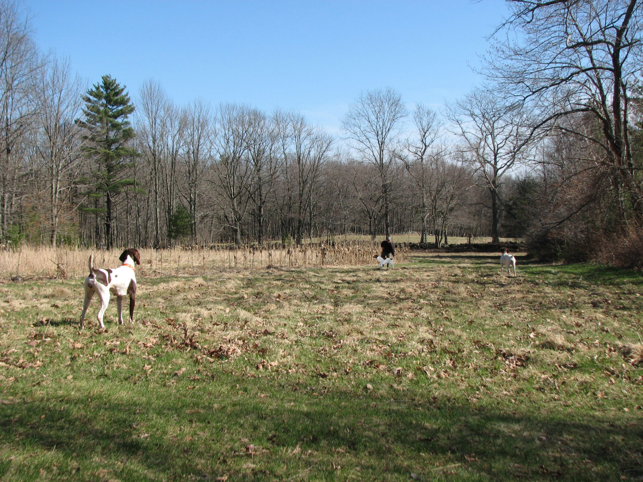 Dog Training – Quail Ridge Kennels