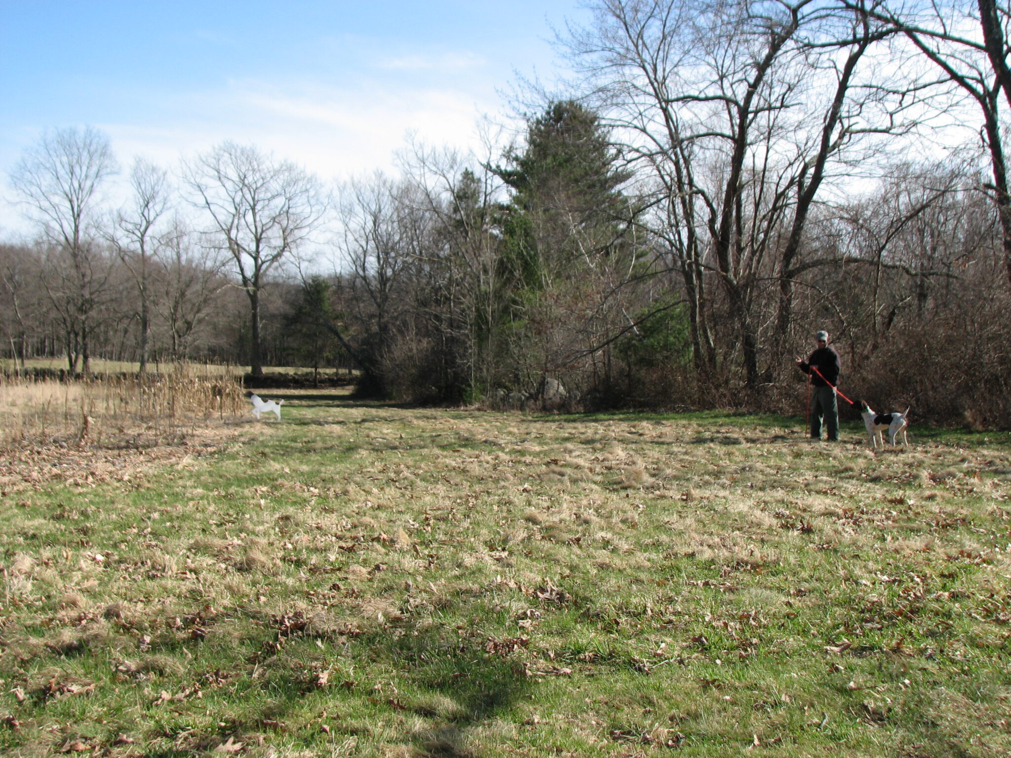 Dog Training – Quail Ridge Kennels