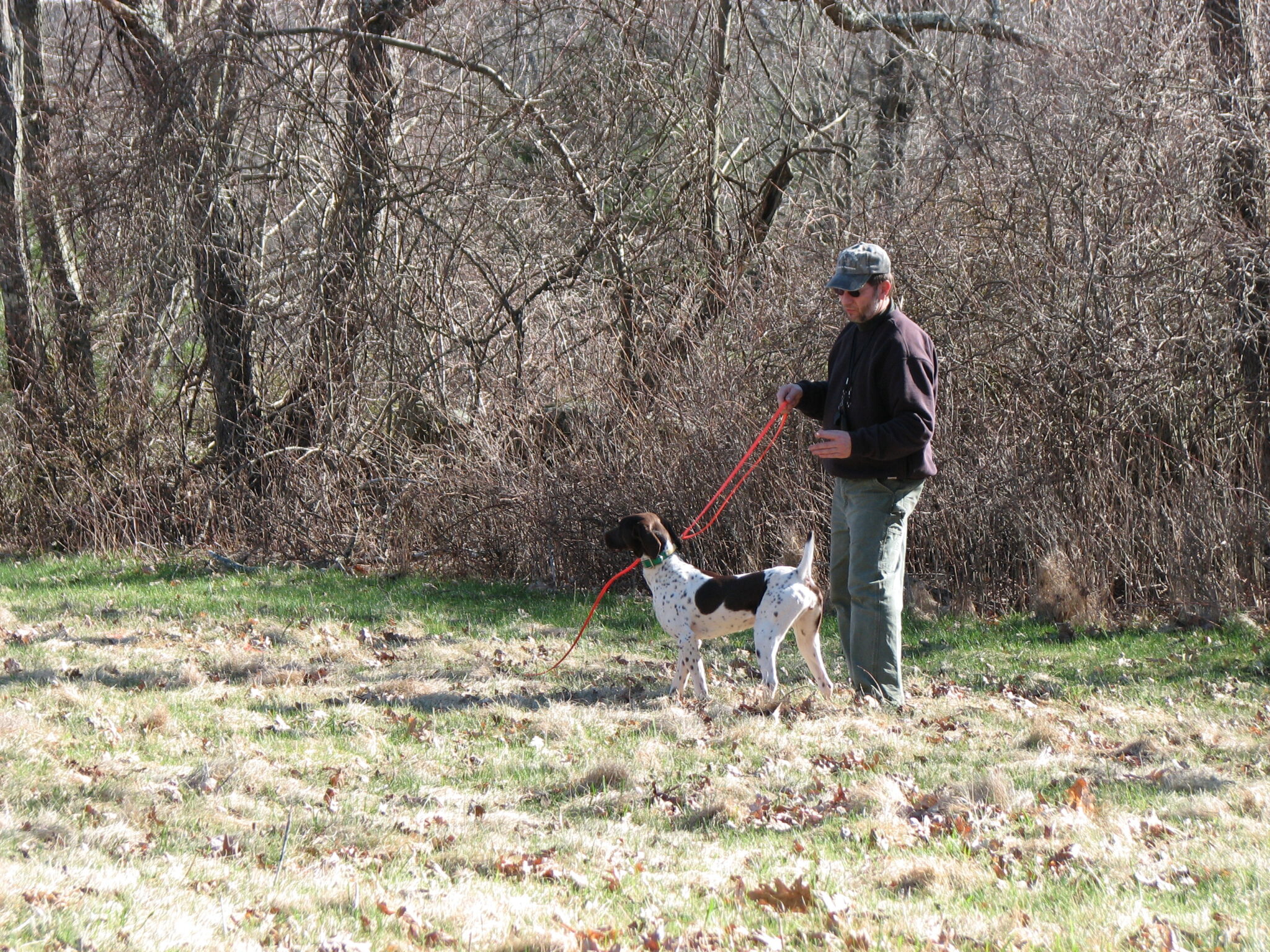 Dog Training – Quail Ridge Kennels