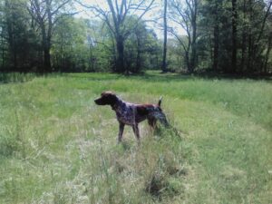 Our German Shorthairs – Quail Ridge Kennels