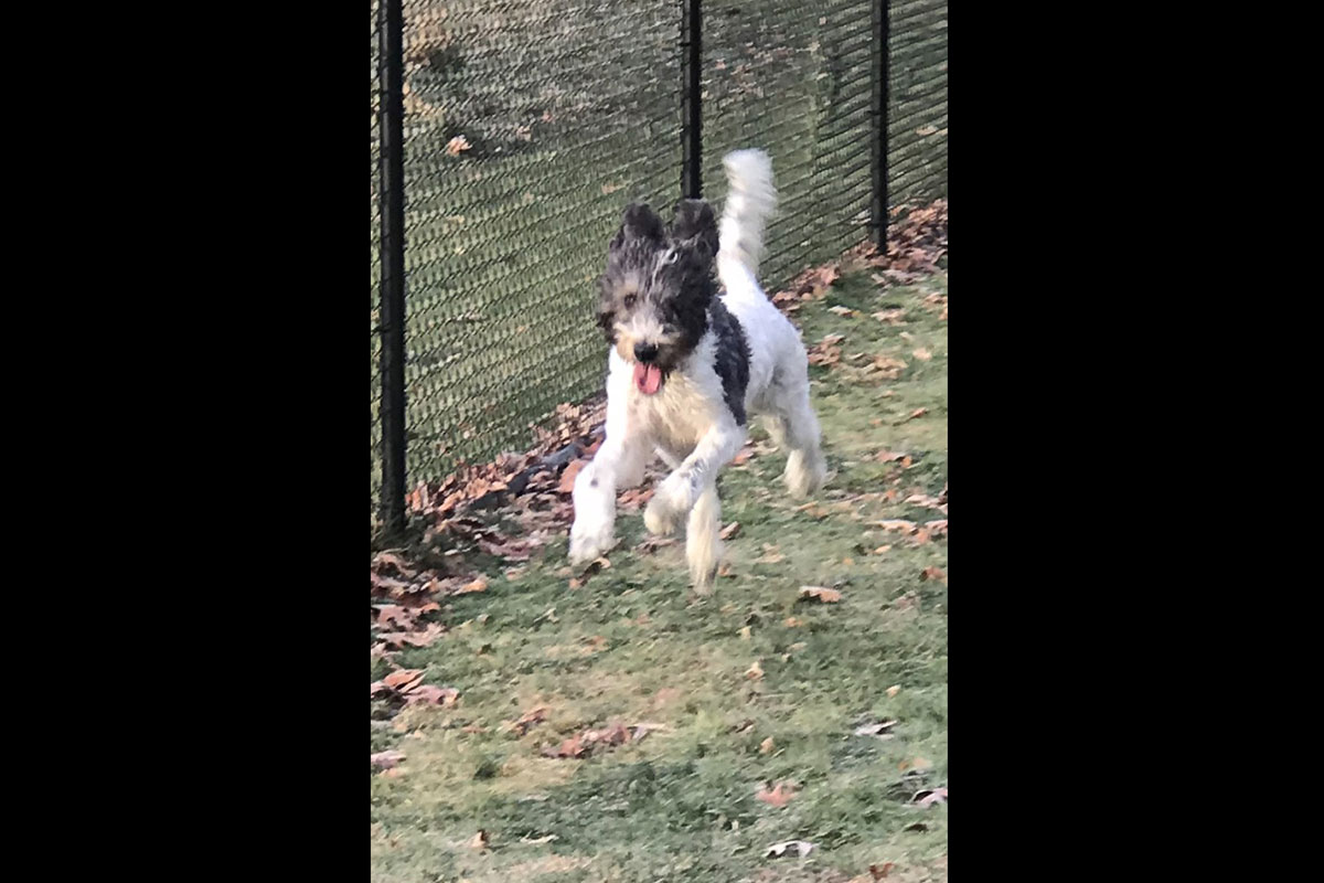 Nancy’s Grooming & Boarding – Quail Ridge Kennels