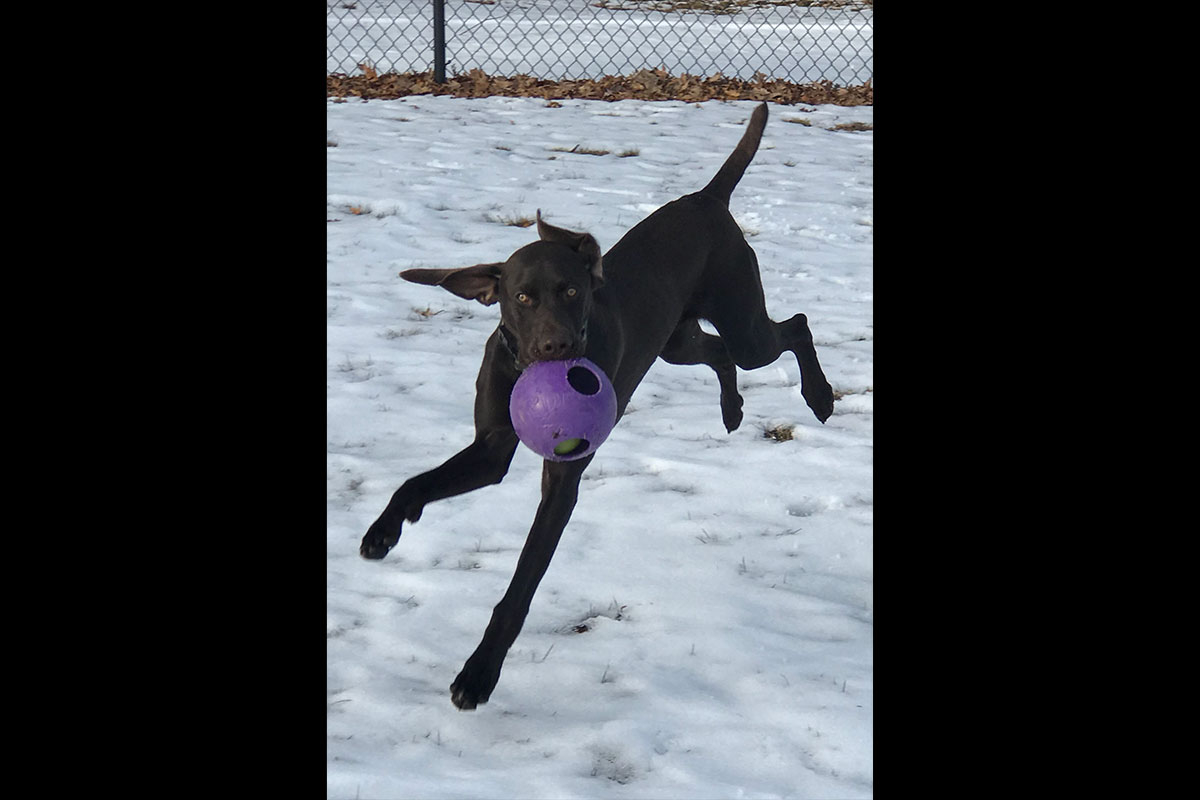Nancy’s Grooming & Boarding – Quail Ridge Kennels