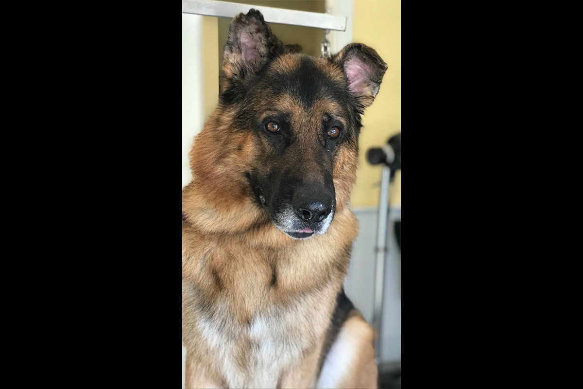 Nancy’s Grooming & Boarding – Quail Ridge Kennels