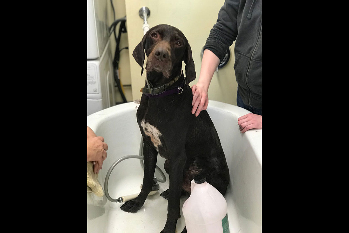 Nancy’s Grooming & Boarding – Quail Ridge Kennels