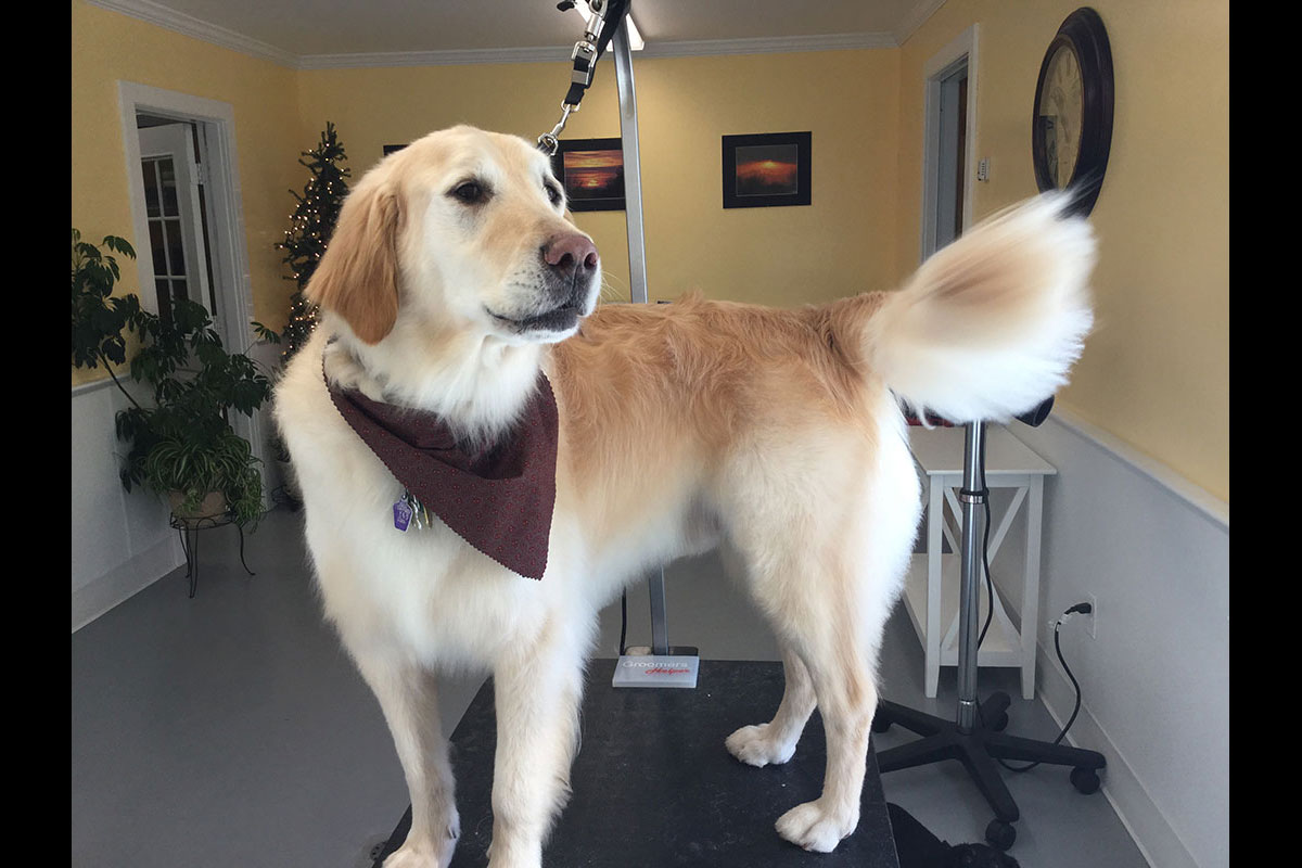 Nancy’s Grooming & Boarding – Quail Ridge Kennels