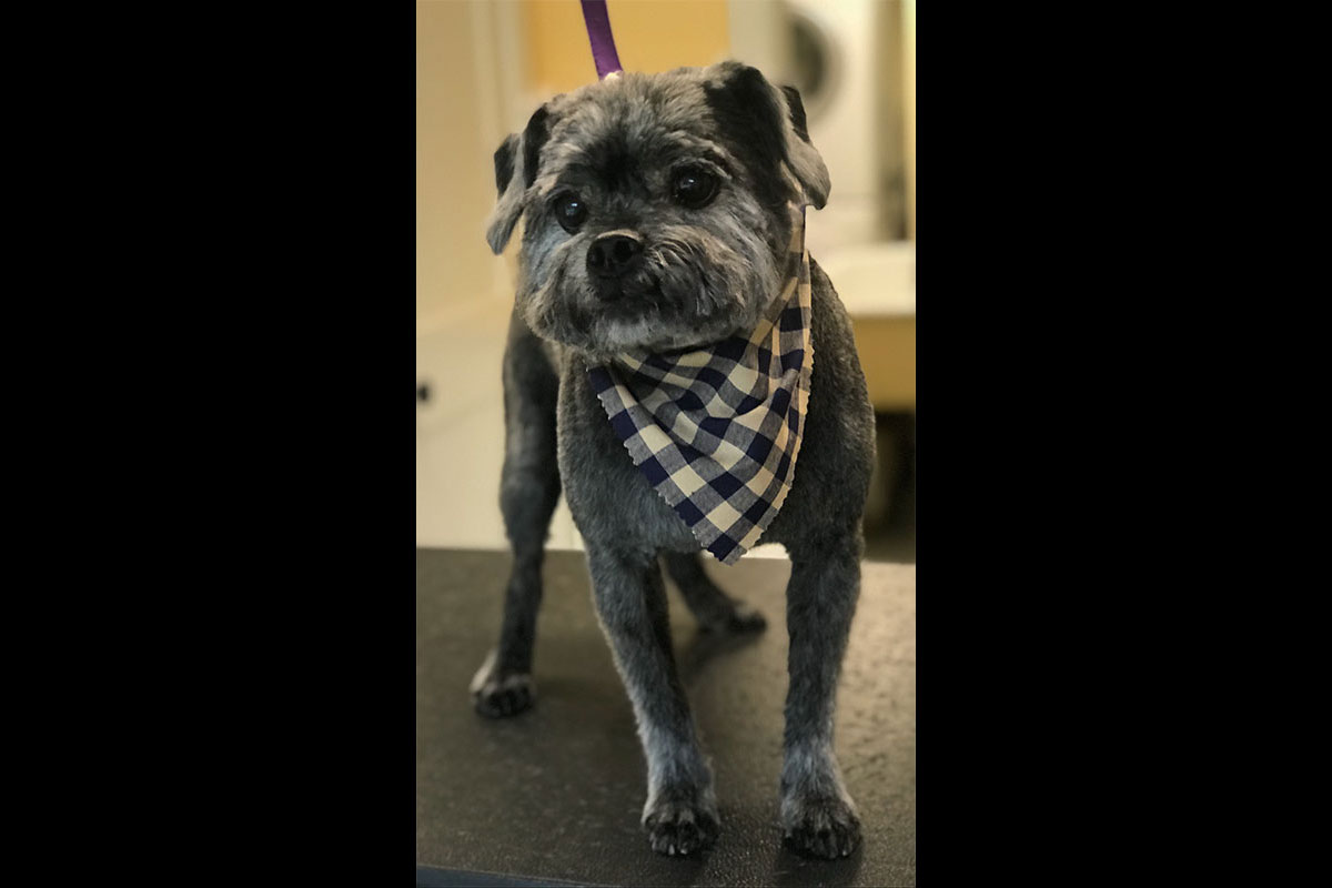 Nancy’s Grooming & Boarding – Quail Ridge Kennels