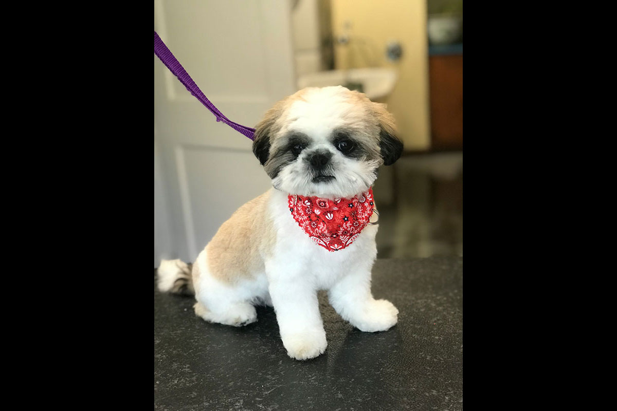 Nancy’s Grooming & Boarding – Quail Ridge Kennels