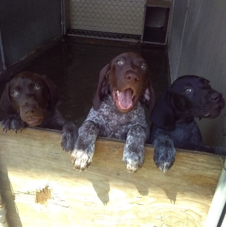 Available Puppies/Dogs – Quail Ridge Kennels
